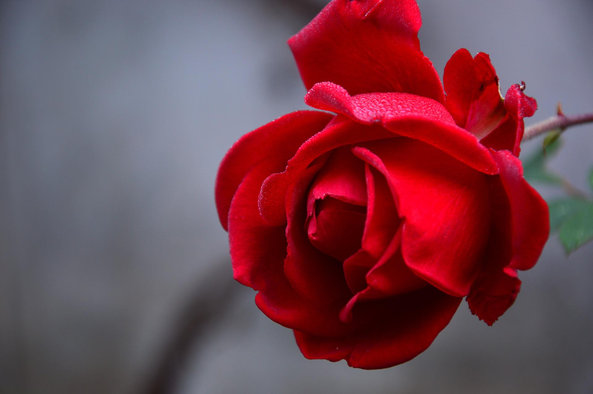 What Is Rose Diffuser Oil? How To Make It? What is benefts?